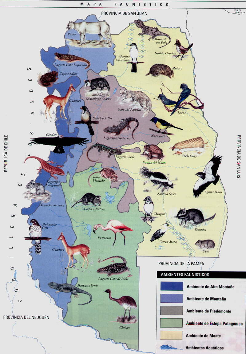biologiaflorayfauna: FAUNA DE MENDOZA